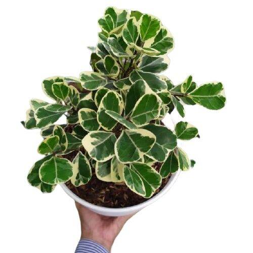 Tanaman Hias Beringin kupu kupu Variegata (tanaman hidup-bunga hidup ...