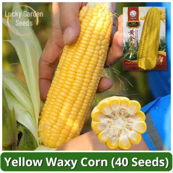 High Yield Yellow Waxy Sweet Corn Seeds (40 Seed) 黄金香糯玉米 Biji Benih ...