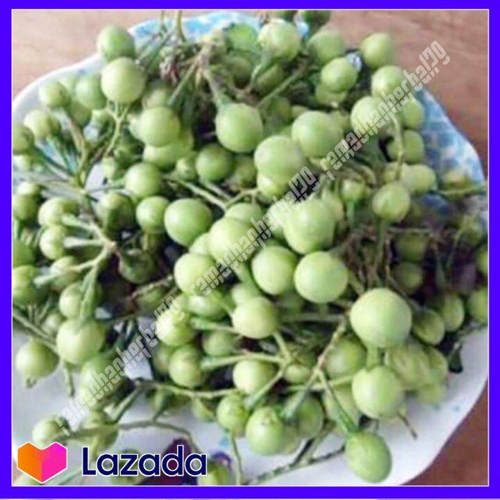 buah takokak segar 250 gram Buah tekokak segar sayur Buah tekokak buah ...