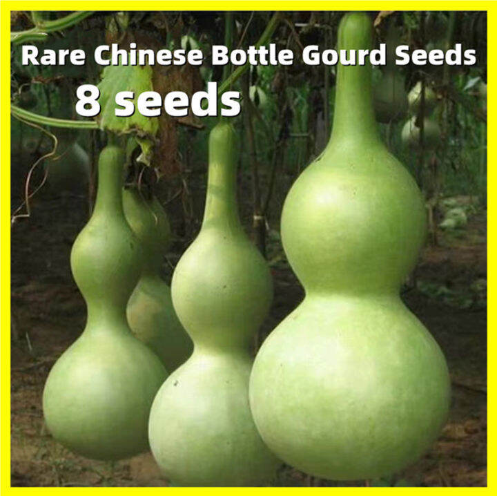 Rare Chinese Bottle Gourd Seeds - 宝葫芦 8 Seeds Edible Giant Bottle Gourd Plants Seeds for ...