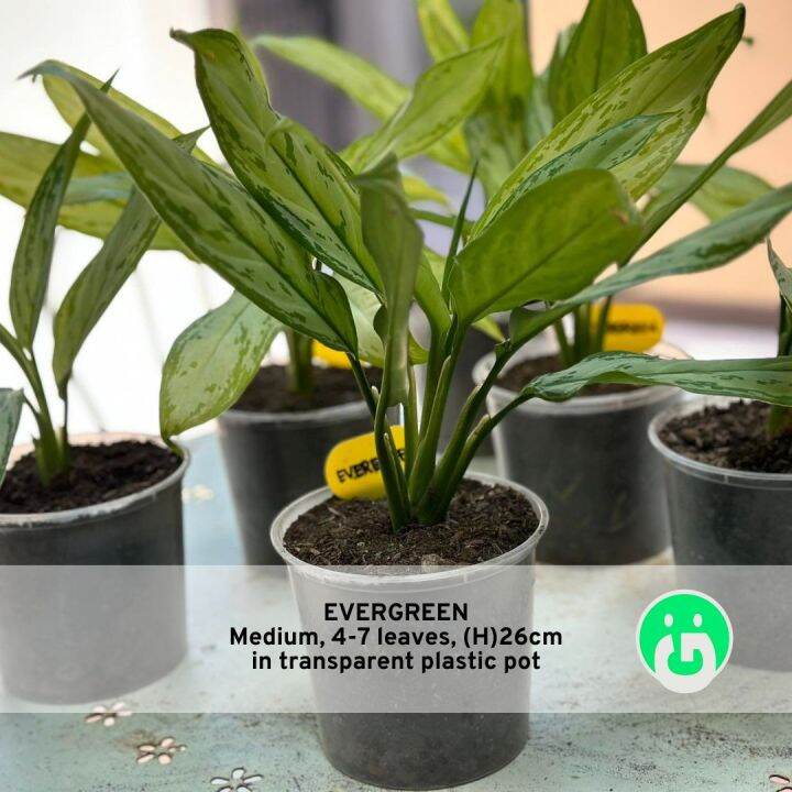 PHILIPPINE EVERGREEN, medium in a transparent pot | Lazada PH