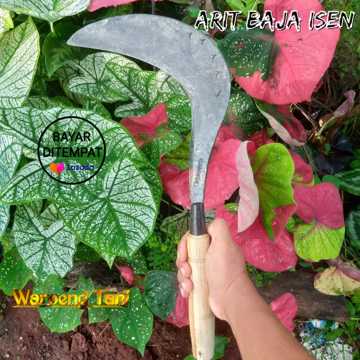Arit Rumput Super Tajam - Sabit Potong Rumput Pengaritan - Aret Baja ...