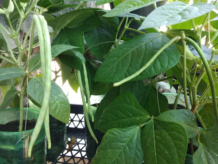 BUSH SITAW SEEDS (COWPEA) CRISPY STRING BEANS | Lazada PH