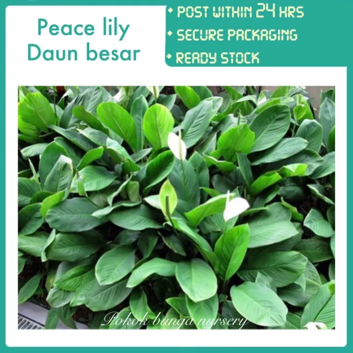 PBN - peace lily daun besar - spathiphyllum cannifolium lili anak pokok ...