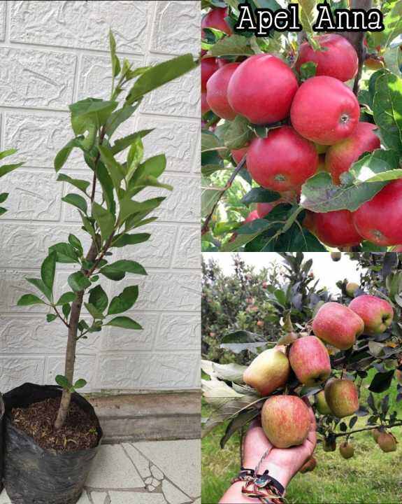 PROMO 2 BIBIT APEL ANNA SUPER UNGGUL CANGKOK | Lazada Indonesia
