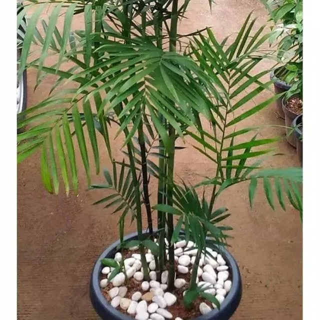 Tanaman hias palemchamaedoria atau palem komodoria ,palem bambu ...