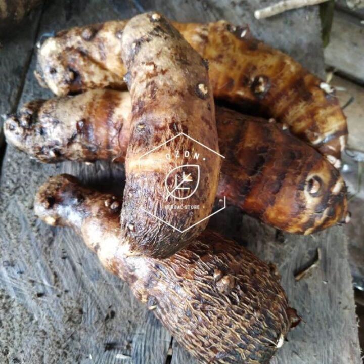 Umbi Talas Pulen atau Taro 500gr | Lazada Indonesia