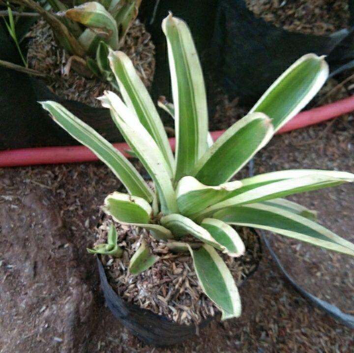 tanaman hias bromelia parigata-bromelia parigata-tanaman hias bromelia ...