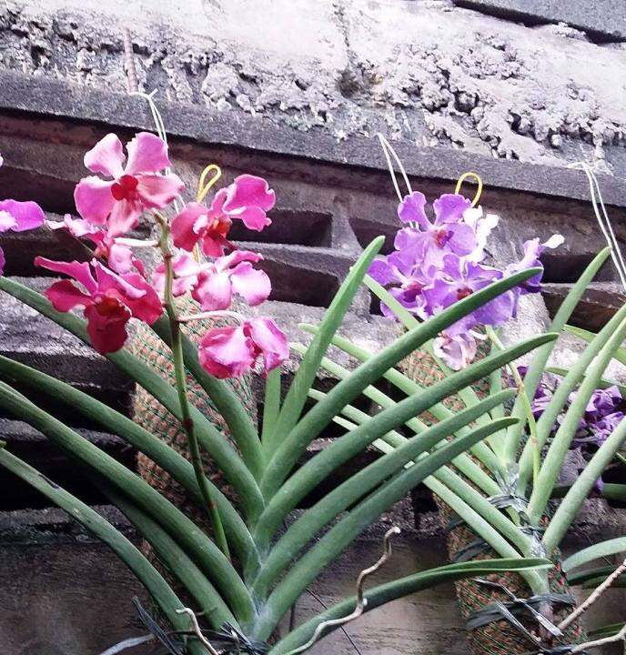 OGANIC COCO WATTLE FOR ORCHIDS and other HANGING PLANTS | Lazada PH