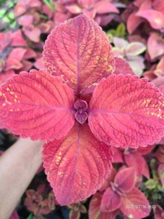 Mayana Coleus Campfire (Rare Mayana) with FREE white plastic pot ...