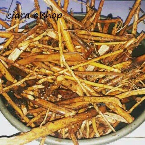 Akar pinang segar 100gr herbal alami | Lazada Indonesia