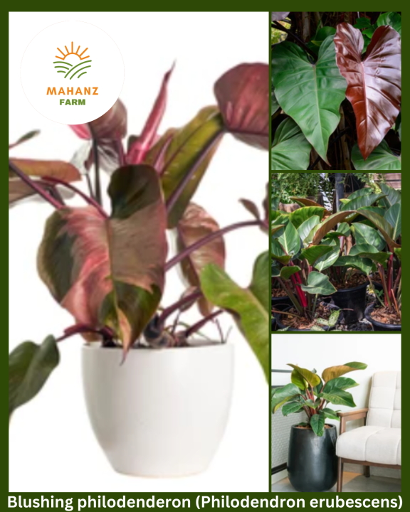 Mahanz Farm Blushing philodenderon (Philodendron erubescens) Ornamental ...