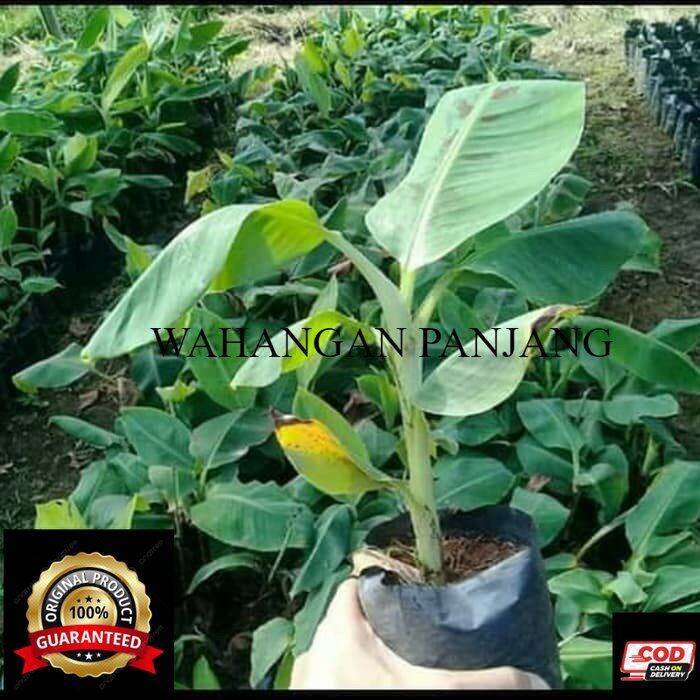 Bibit Pisang Raja Sereh Super / pohon pisang raja unggul | Lazada Indonesia