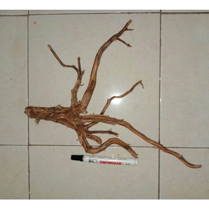 Akar Kayu Rasamala ukuran M | Lazada Indonesia