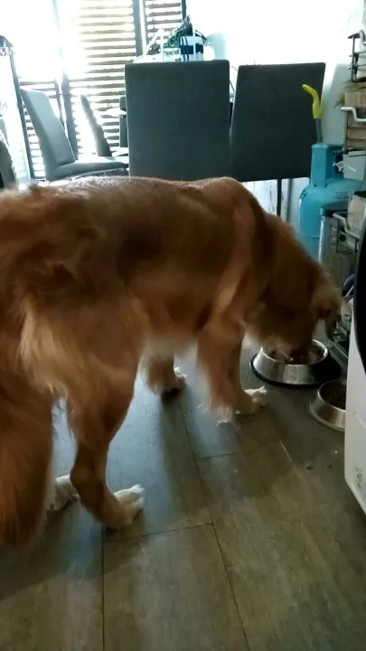 proGut PROBIOTIC for Dogs Cats, birds, and other pets 1.5liter | Lazada PH