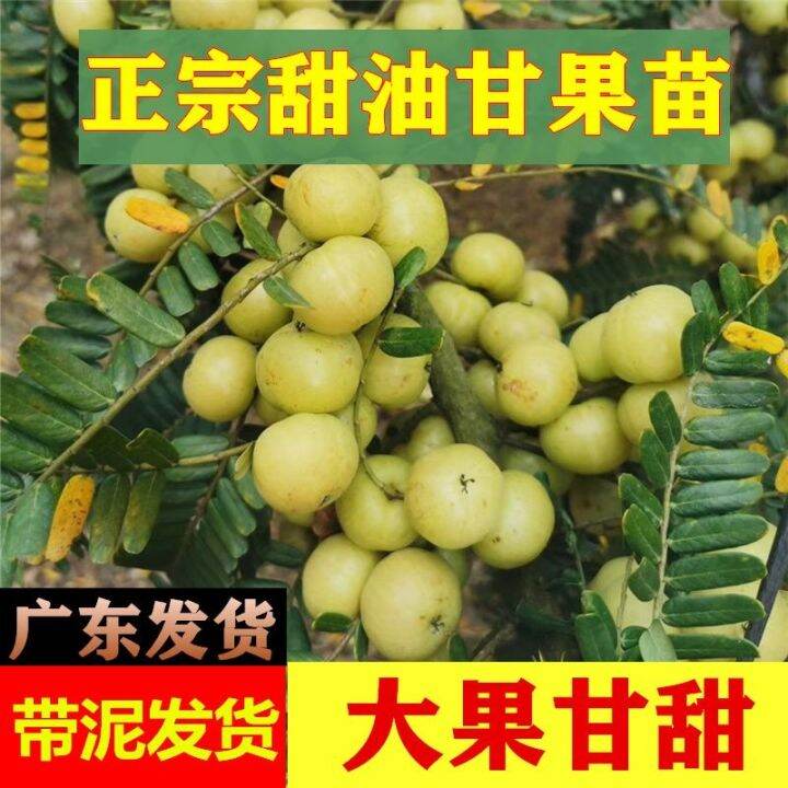Yougan GuoMiao yu gan oil olive fruit tree seedlings of cow basic oil ...