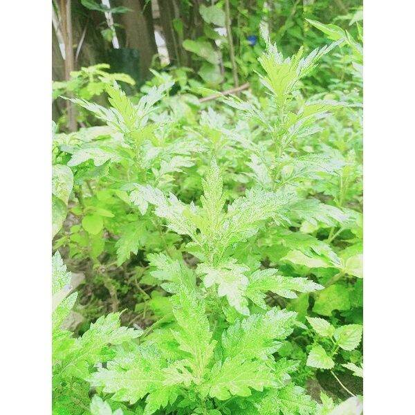 Damong Maria Fresh Leaves 10grams | Lazada PH