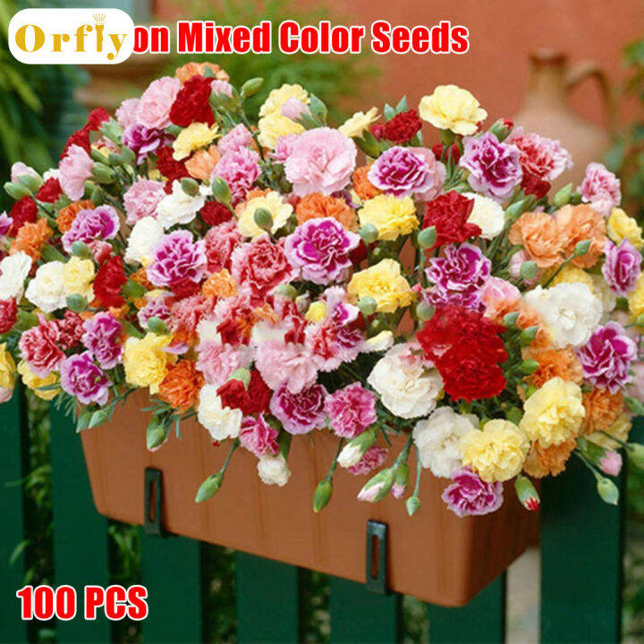 Orfly 100PCS Carnation Flower Seeds Carnation Seed Color Mixed Seeds ...