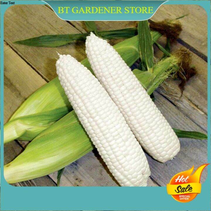 20 Biji Benih Jagung Susu Cameron Super Sweet White Corn Seeds Ready ...