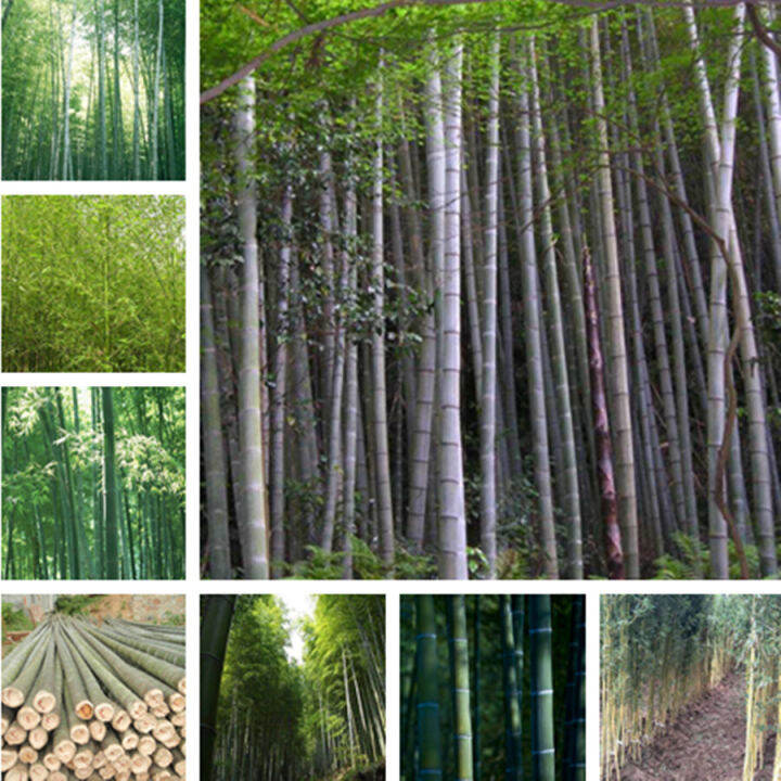 20pcs Seeds Phyllostachys Seeds Giant Moso Bamboo Ornamental Flower ...
