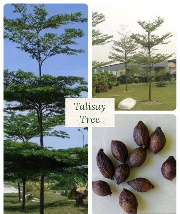 Talisay Tree Seeds Plant Prevent Flood | Lazada PH