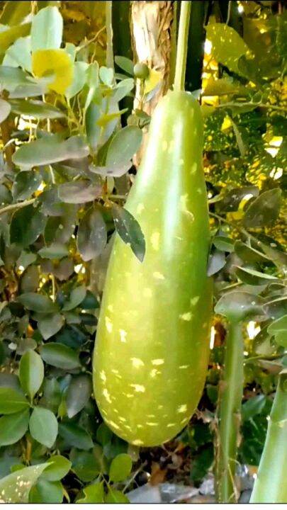 upo tagalog variety 5 pcs. binhi pantanim vegetable garden plant ...