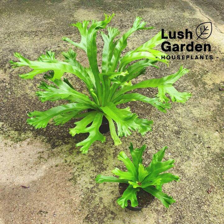 Asplenium Antiquum 'Leslie' / Crissie Amy / Bird's Nest Fern鸟窝蕨 85mm ...