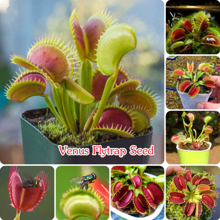 Mixed Varieties 50 Seeds Venus Flytrap Seeds for Planting Bonsai Carnivorous Plant Seeds Dionaea ...