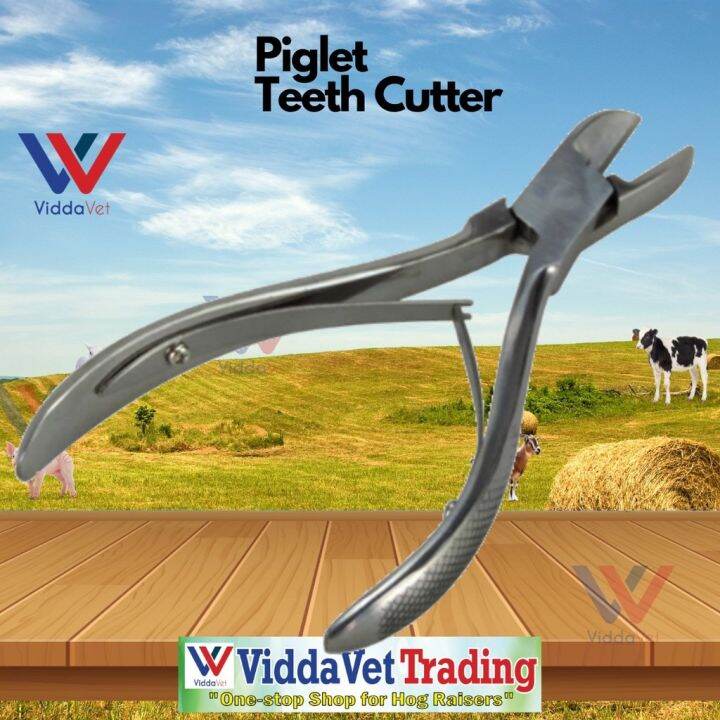 Piglet teeth cutter Stainless Steel Big Piglet teeth nipper pamputol o ...