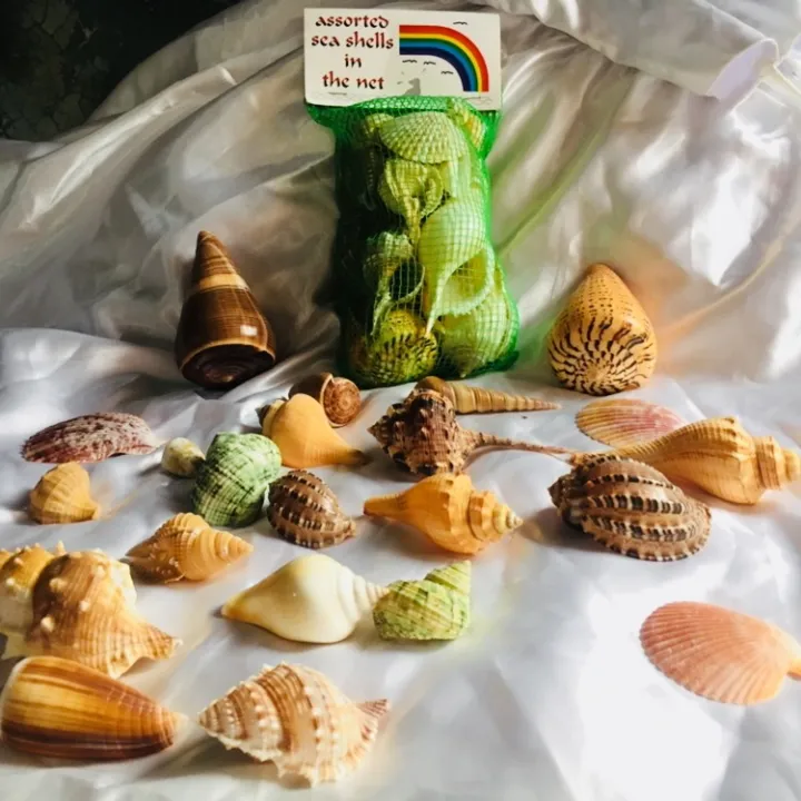 Assorted Collectibles Seashells 1 pack | Lazada PH
