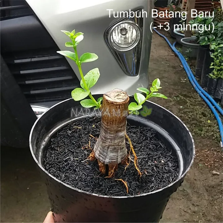 SANCANG "Pecah Batang 8-12 Siap Tanam Langsung Program Akar | Lazada ...