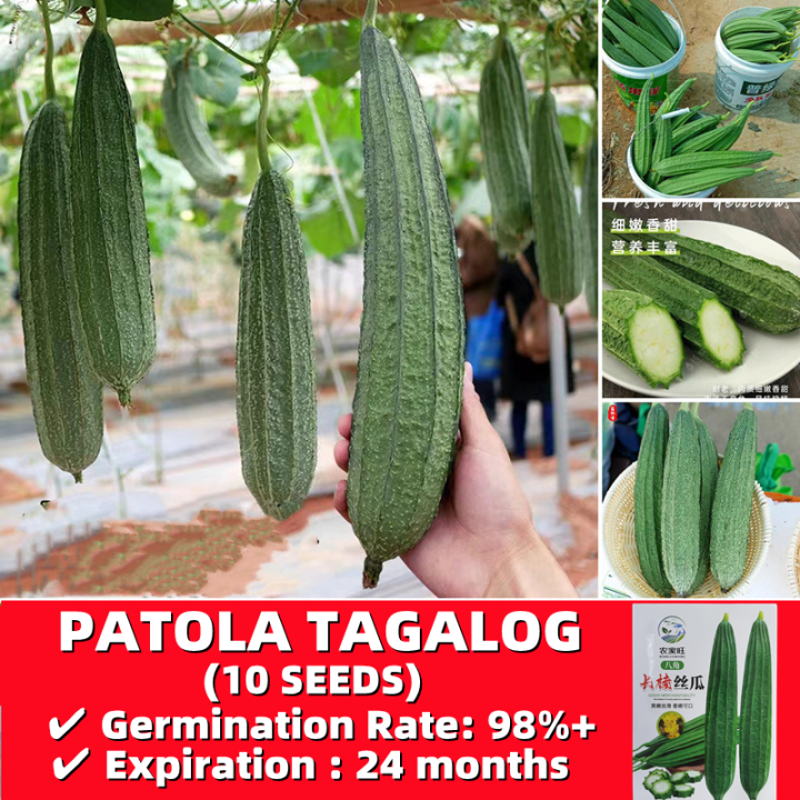Organic Patola Tagalog Seeds Easy To Grow Philippines - 10 Seeds High ...