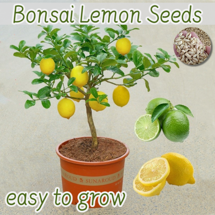 [100% Original Seed] Bonsai Lemon Tree Seed (20pcs/bag) Dwarf Fruit Tree Plant Seed Organic ...