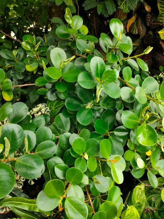 Ficus Nana (Microcarpa) Money Tree and Golden Ficus Nana Plants-Real ...