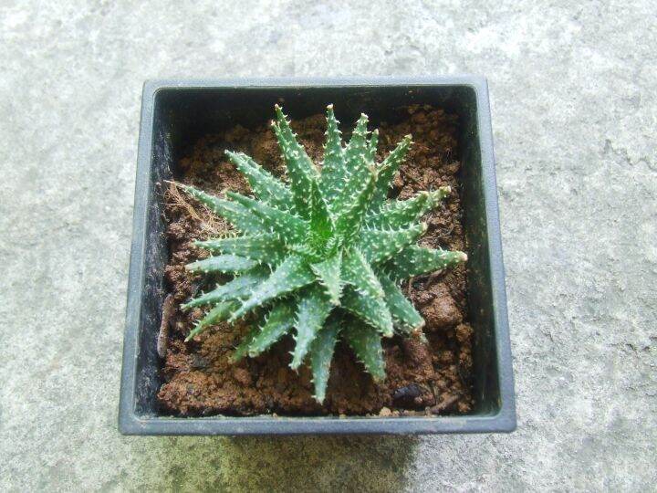 Aloe Pepe Haworthia Plant | Lazada PH
