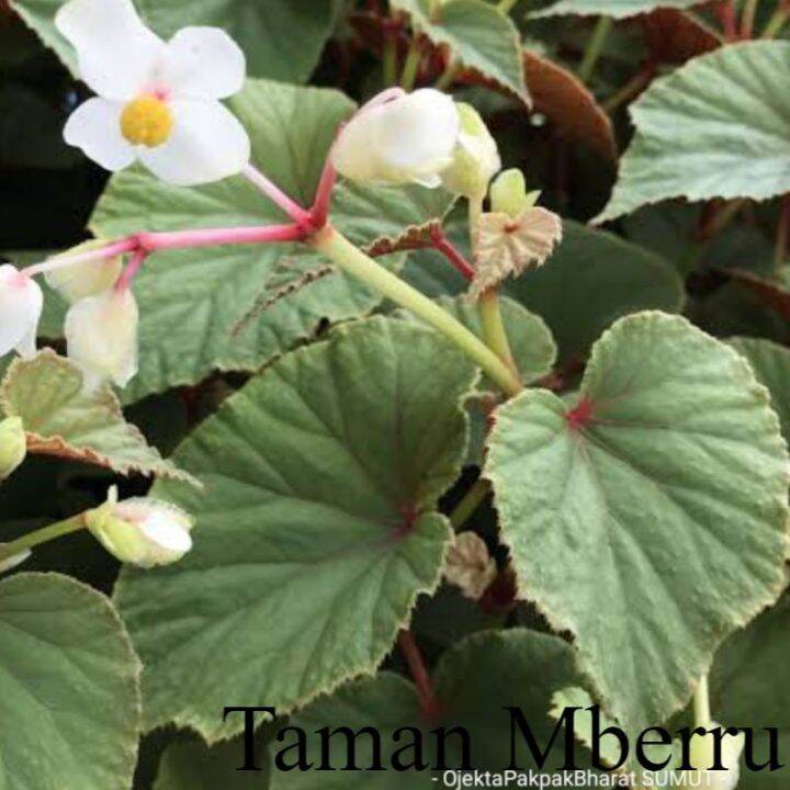 Tanaman Begonia Grandis Koes Begonia Hutan Sumatera Tanaman Hutan ...
