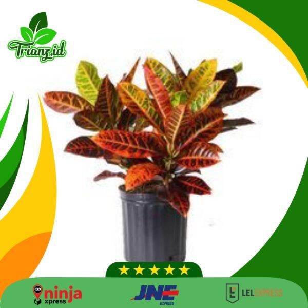 tanaman hias Puring merah | Lazada Indonesia