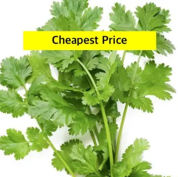 Cilantro Leaves In Tagalog