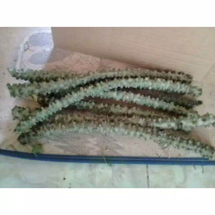 batang broto wali atau patrawali per 10 batang | Lazada Indonesia