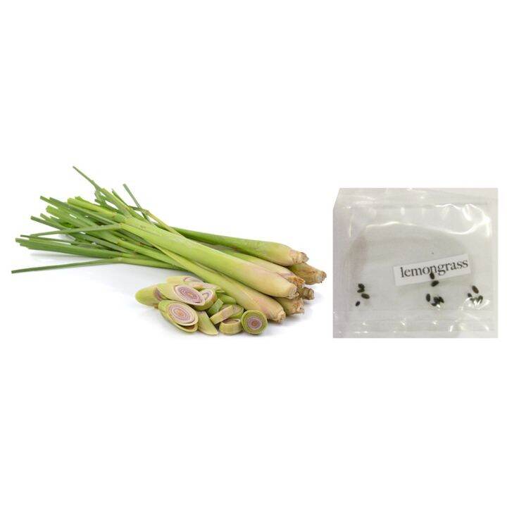 lemongrass tanglad herb vegetable plant seeds | Lazada PH