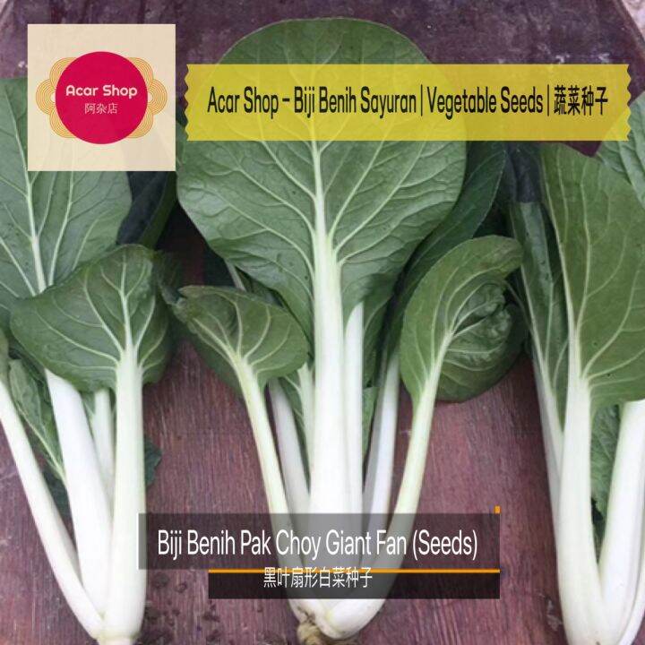 Pak Choy, Giant Fan Leaves Seeds | Biji Benih Sayur Pak Choy | 黑叶白菜种子 - 500 seeds | Lazada