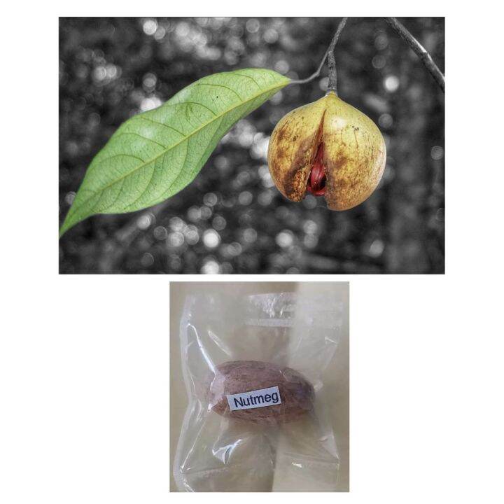nutmeg tree seed plant spice mace myristica fragrans | Lazada PH
