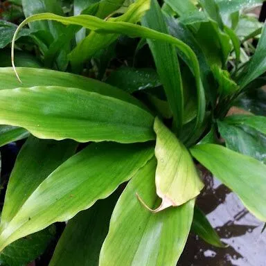 Serai Acheh / Acheh Lemongrass (Elettariopsis smithiae) - Pokok Hidup ...