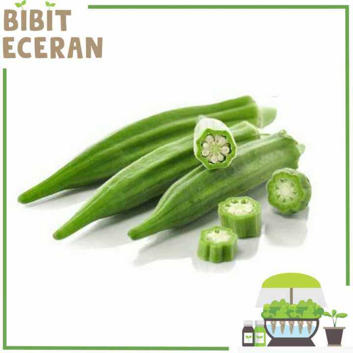 OKRA HIJAU REPACK - ISI +/- 10 BENIH BIBIT BIJI SAYURAN HIDROPONIK ...