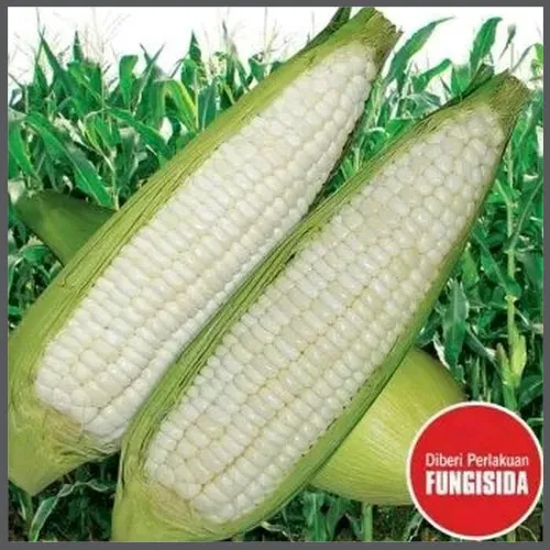 100 BENIH JAGUNG KETAN PUTIH PULEN PELET | Lazada Indonesia
