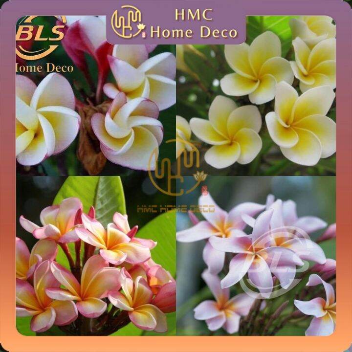 REAL LIVE PLANT FRANGIPANI CUTTINGS WITHOUT ROOT | Lazada