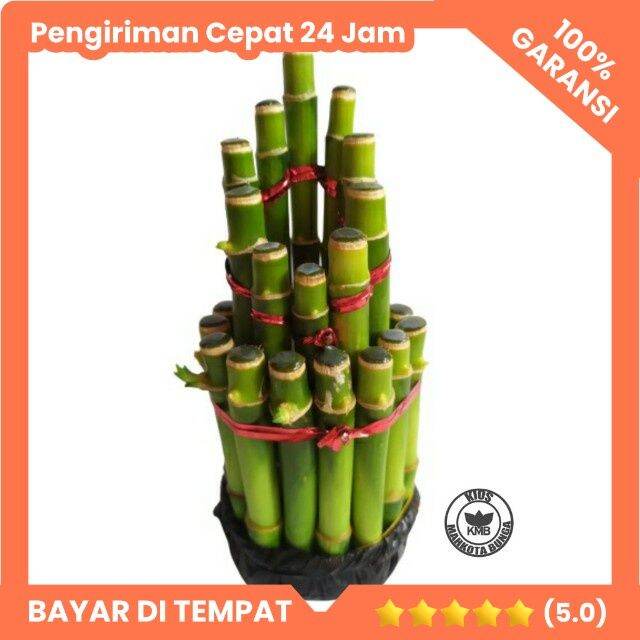 LUCKY BAMBOO / Bambu Hoki Tanaman Hias - Bambu Hoki Sri Rejeki - Bambu ...