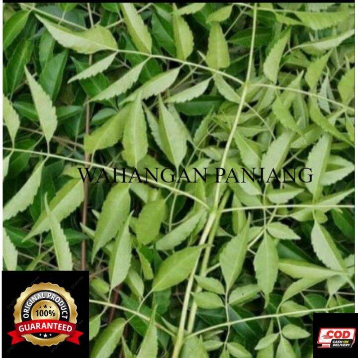 daun mindi/mimba segar 1kg, obat gatal dll. | Lazada Indonesia