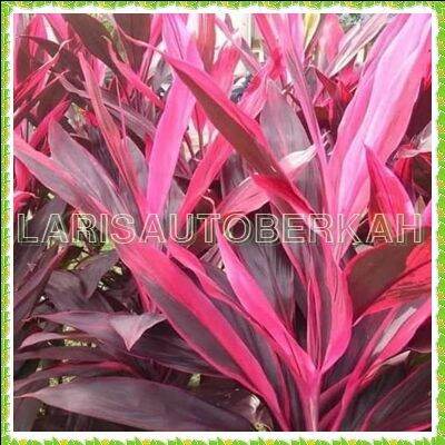 Daun Hanjuang / Andong Merah Segar 100 gram | Lazada Indonesia