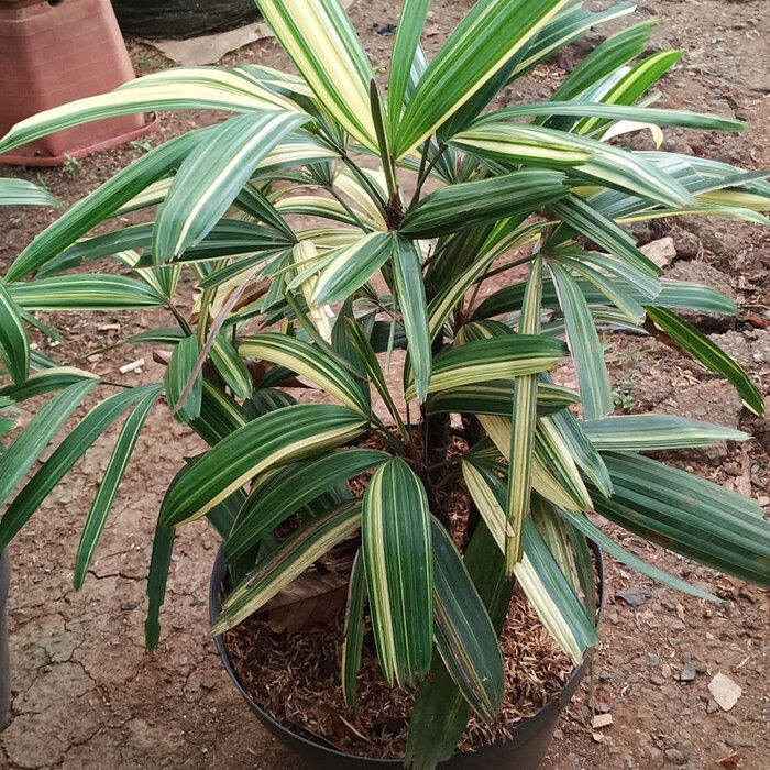 Tanaman Hias Palem/Palm Waregu Variegata - Pohon Palm Regu Varigata ...